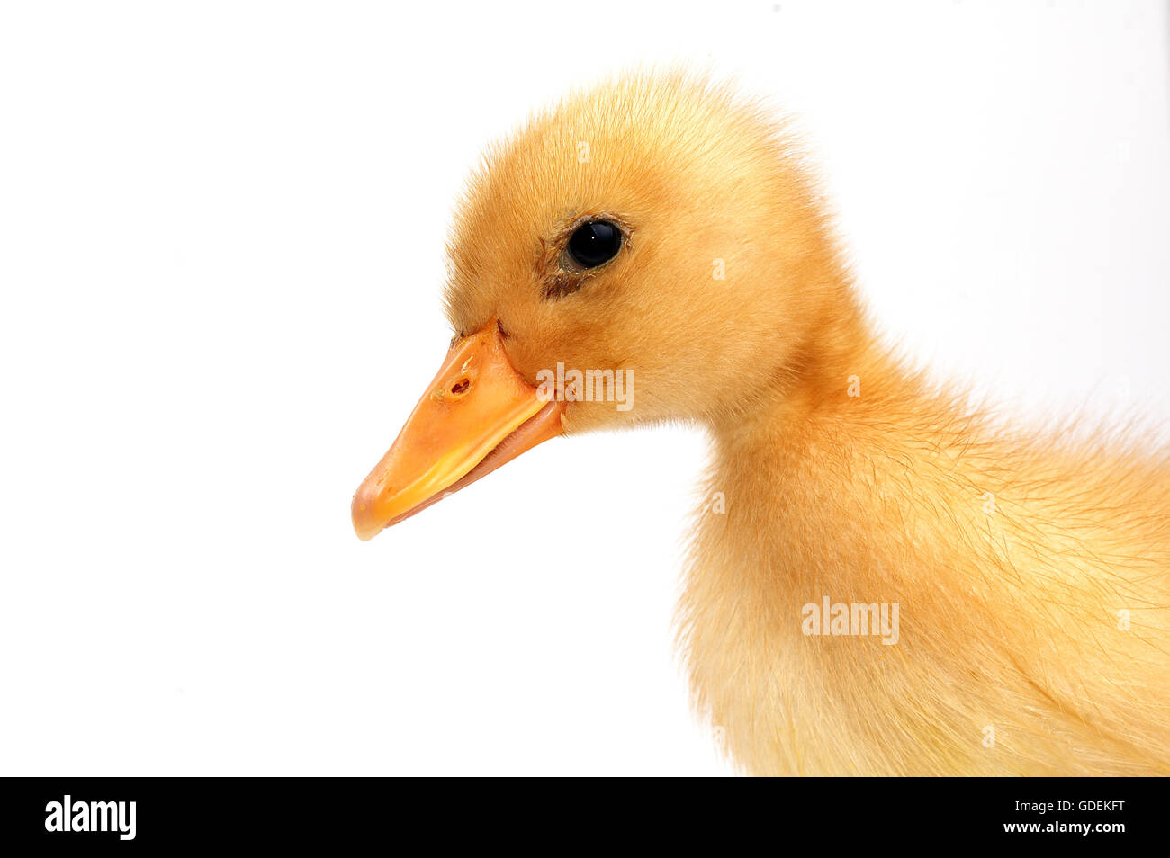 Yellow Duck Background
