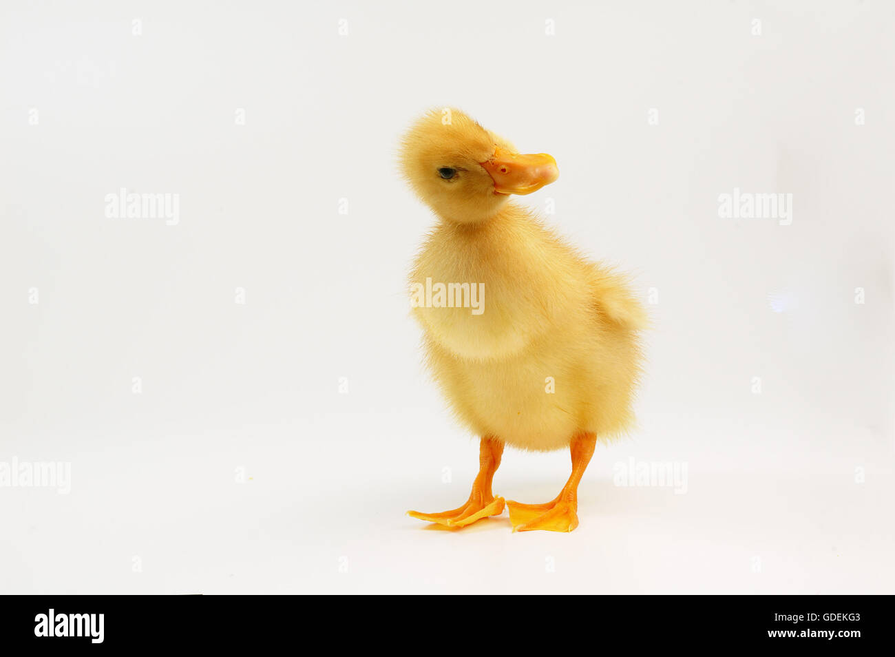 cute yellow baby duck,isolated on white background Stock Photo - Alamy