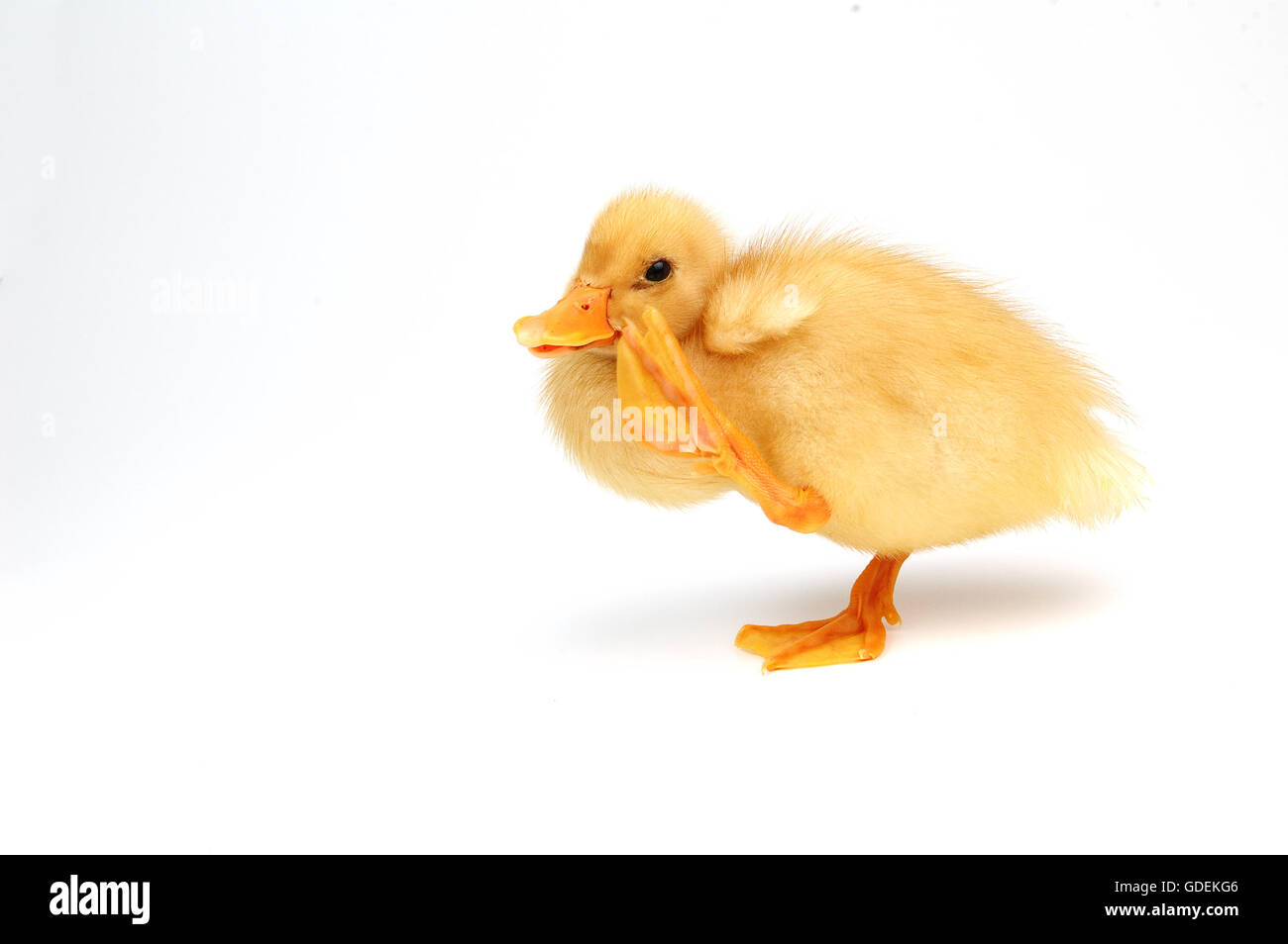 Cute Yellow Baby Ducks