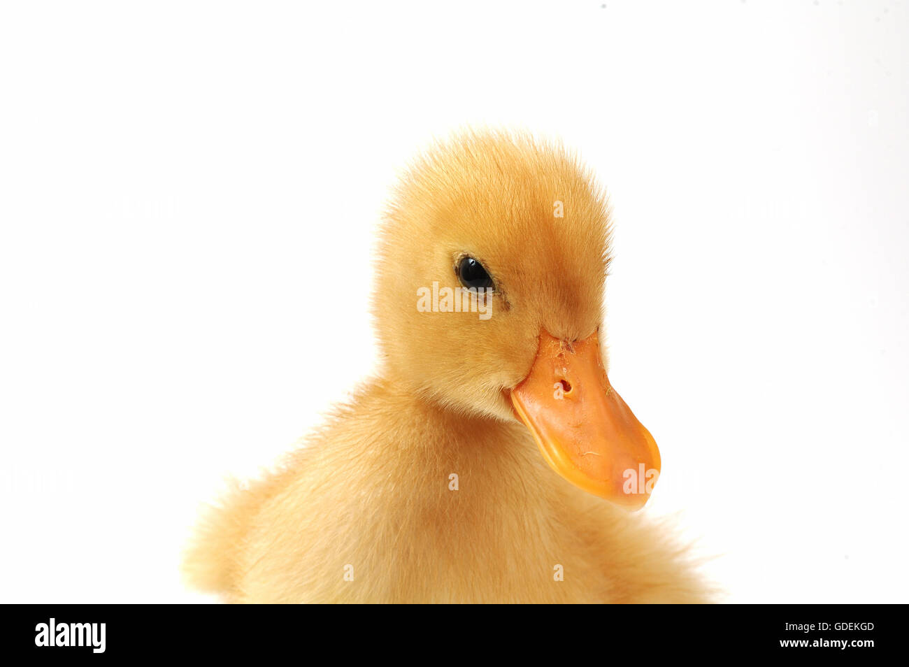 cute yellow baby duck,isolated on white background Stock Photo - Alamy