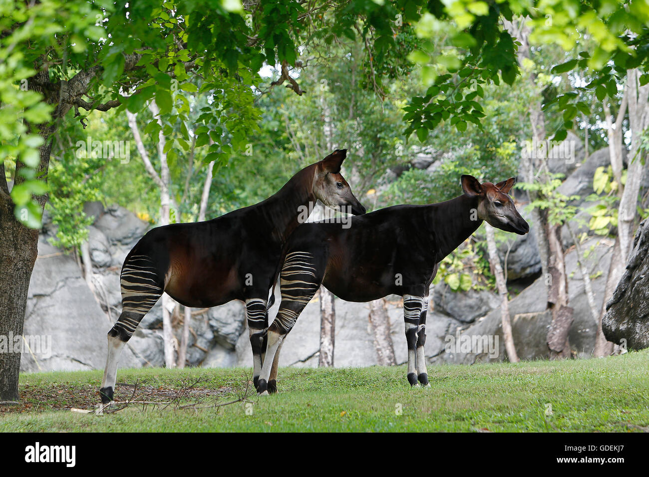 Male And Female Okapi Dublin Zoo Announces Birth Of Baby Okapi – The