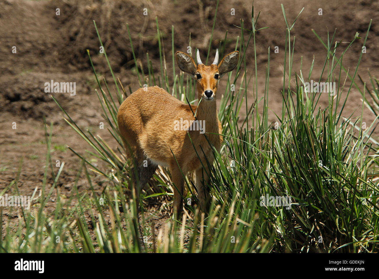 Southern or Common Reedbuck, redunca arundinum, Male in Swamp, Masai ...