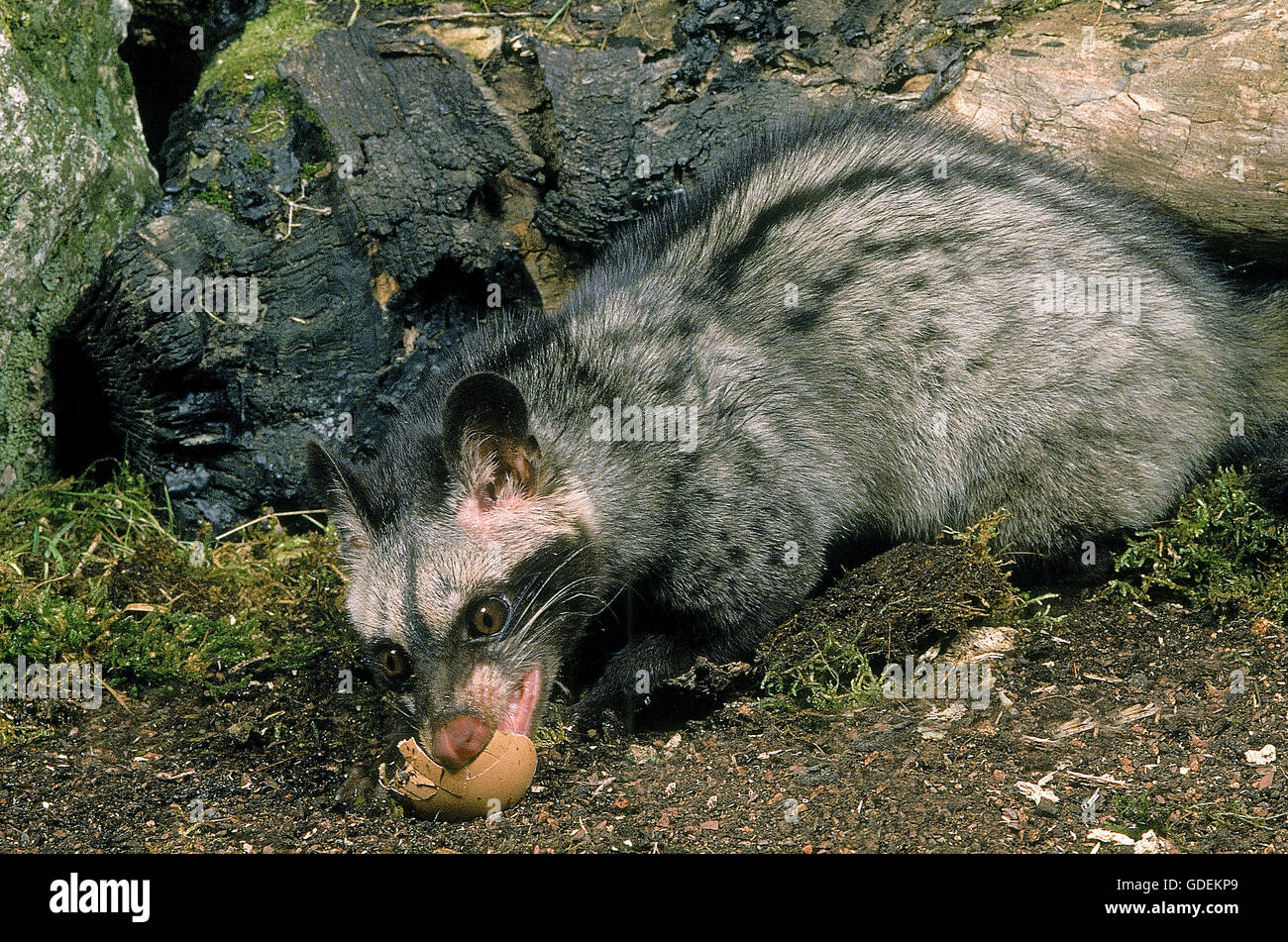 Common Palm Civet