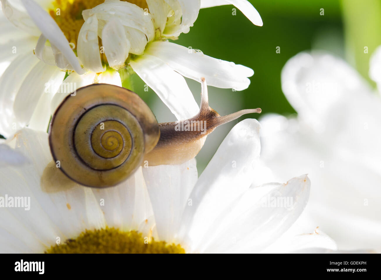 Snail moving upwards on a daisy flower Stock Photo - Alamy
