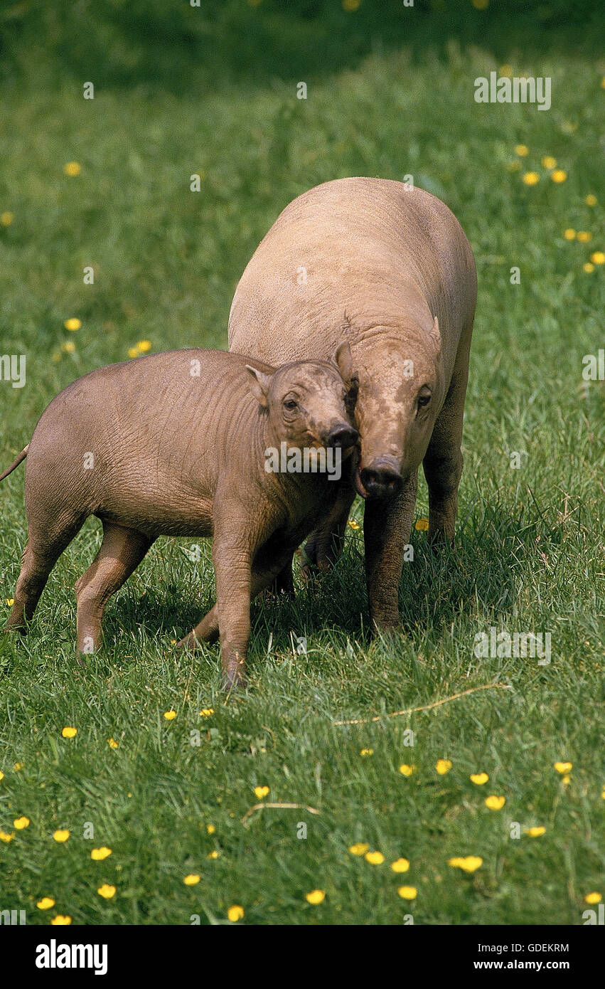 BABIRUSA babyrousa babyrussa, FEMELLE WITH YOUNG Stock Photo - Alamy