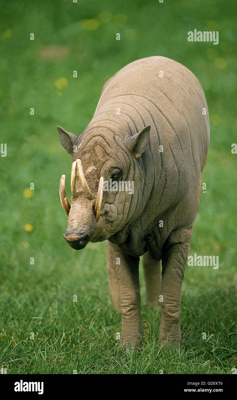 BABIRUSA babyrousa babyrussa, INDONESIA Stock Photo - Alamy