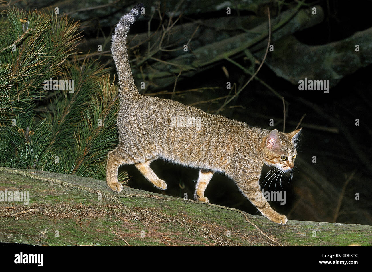 AFRICAN WILDCAT felis silvestris lybica, ADULT WALKING ON BRANCH Stock ...