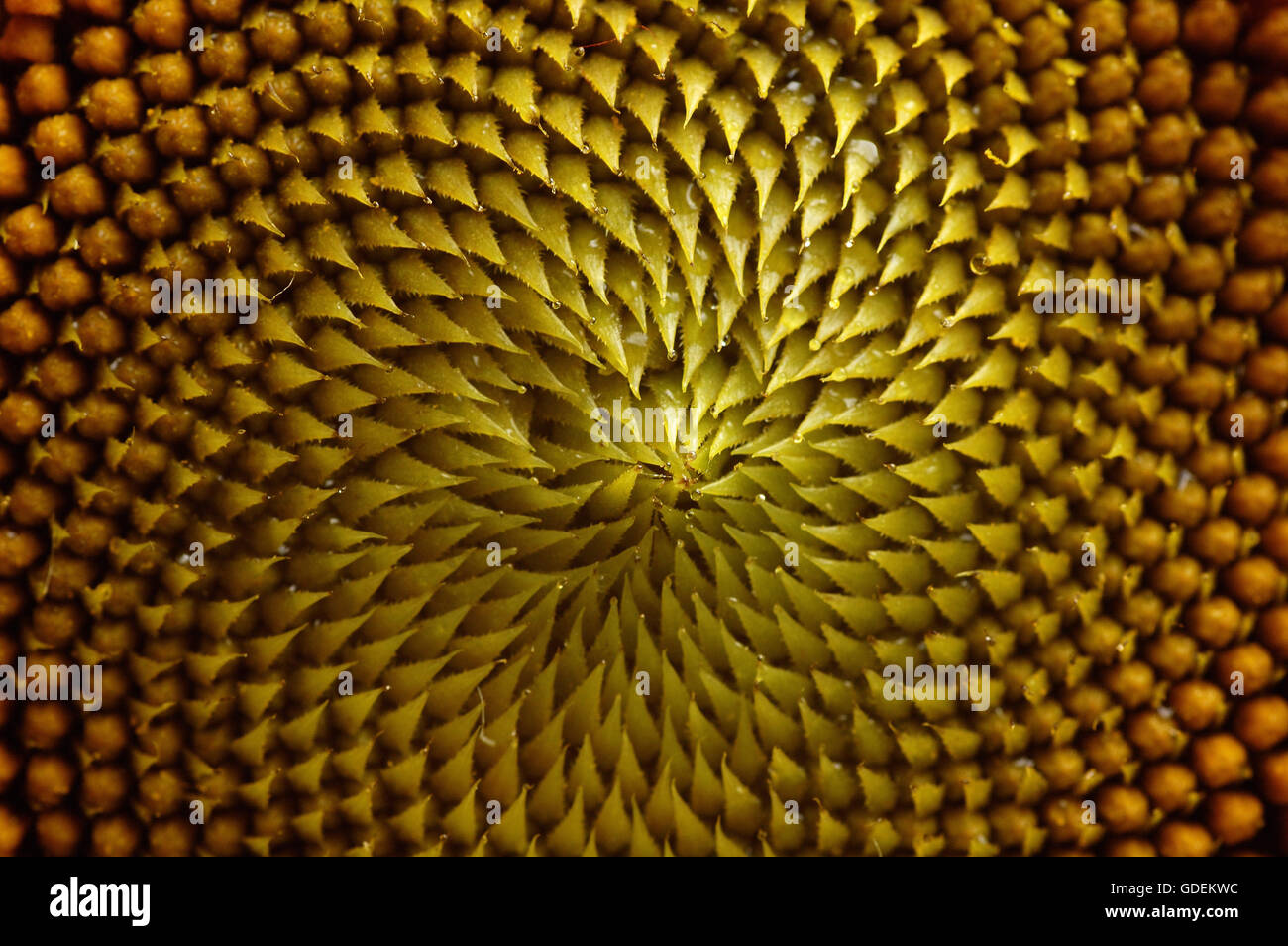 Sunflower leaf close up detail hi-res stock photography and images - Alamy