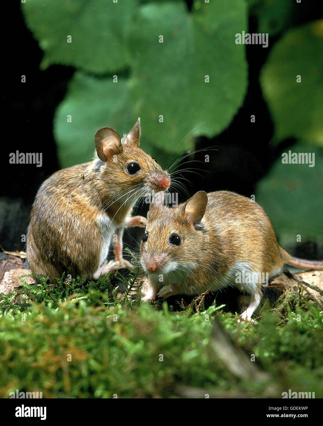 Apodemus hi-res stock photography and images - Alamy