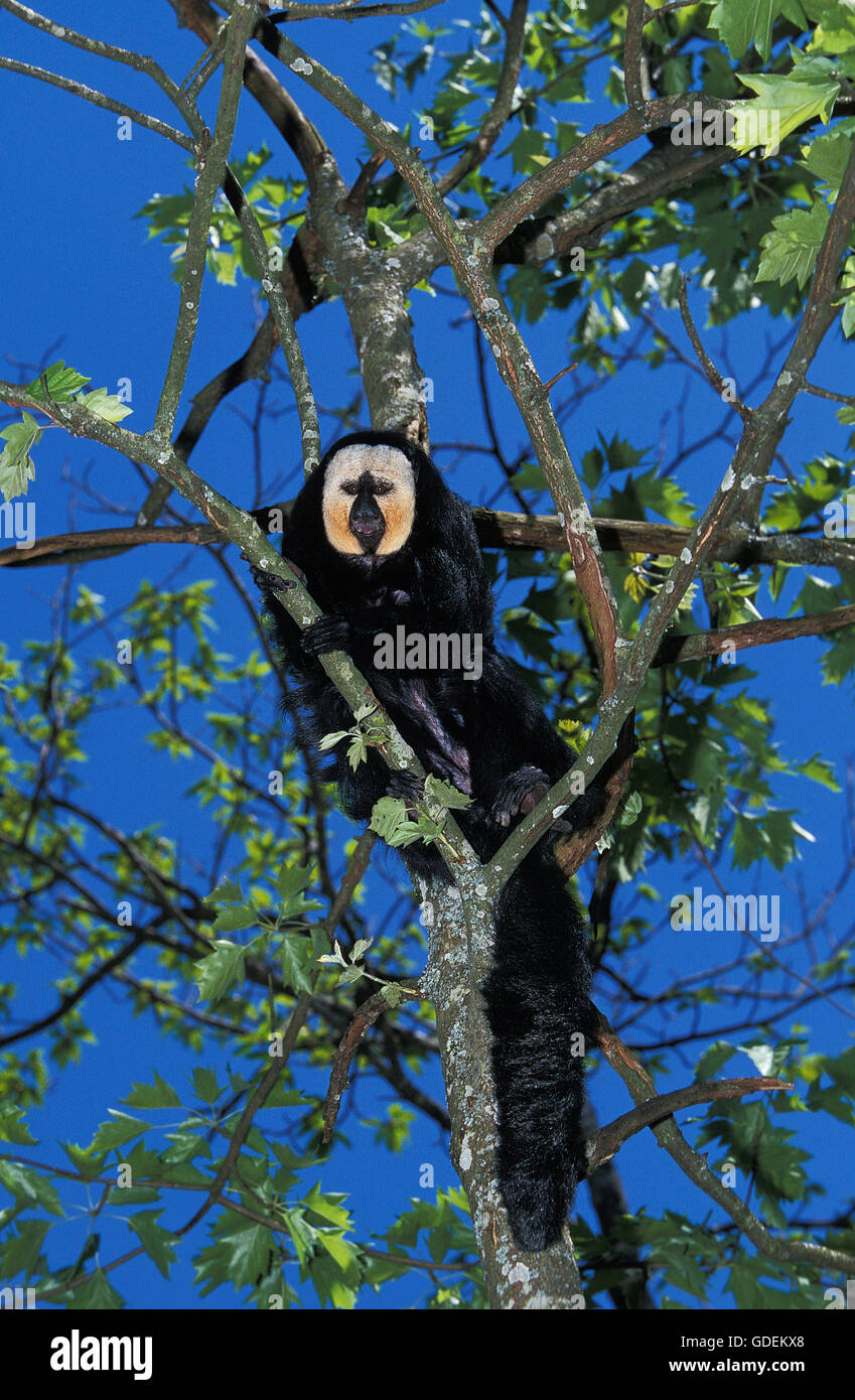 White faced sakis hi-res stock photography and images - Alamy