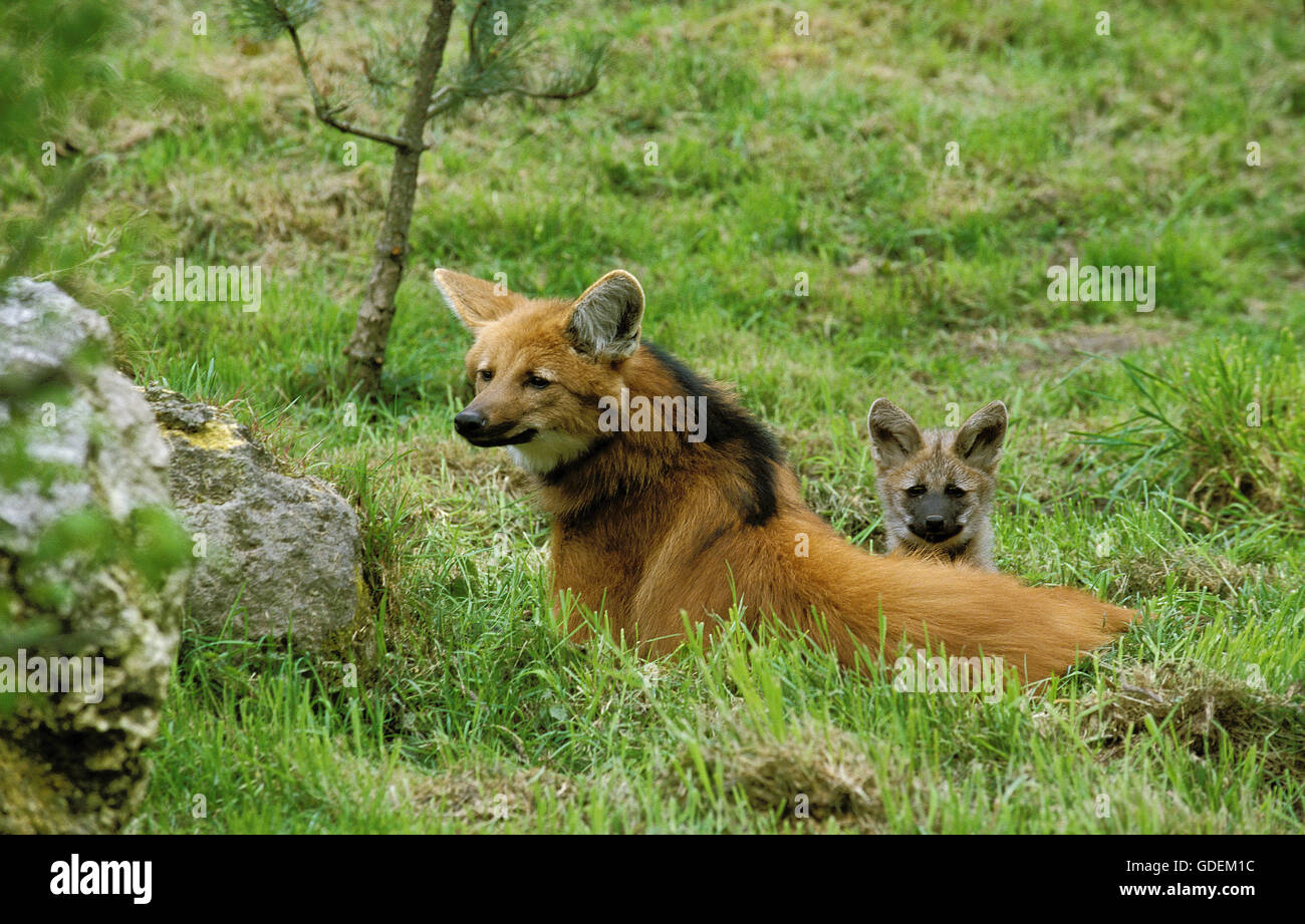 MANED WOLF chrysocyon brachyurus, FEMALE LAYING DOWN IN GRASS WITH ...