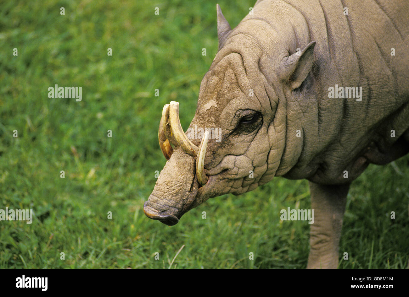 BABIRUSA babyrousa babyrussa, INDONESIA Stock Photo - Alamy