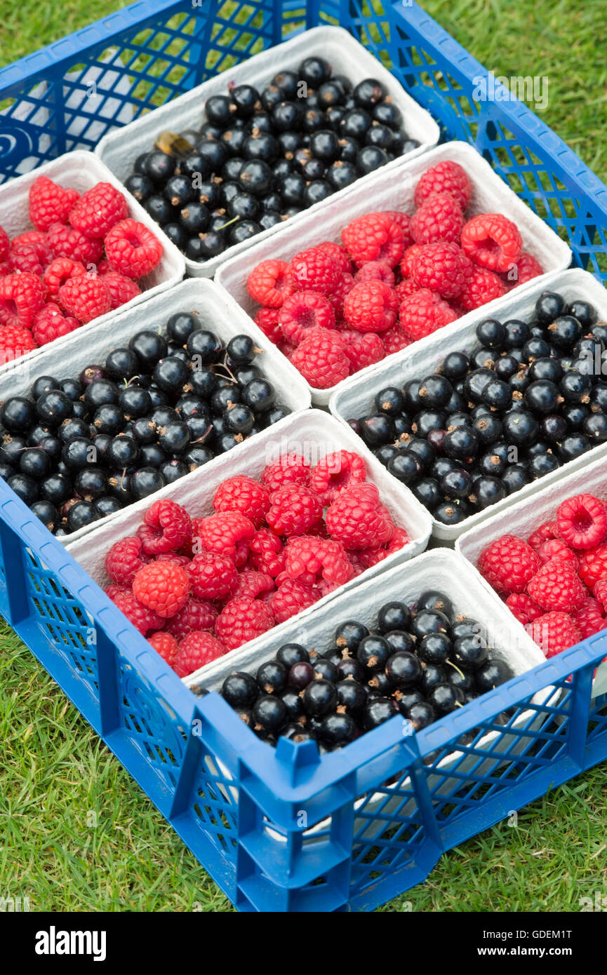 Punnet Raspberries High Resolution Stock Photography and Images - Alamy