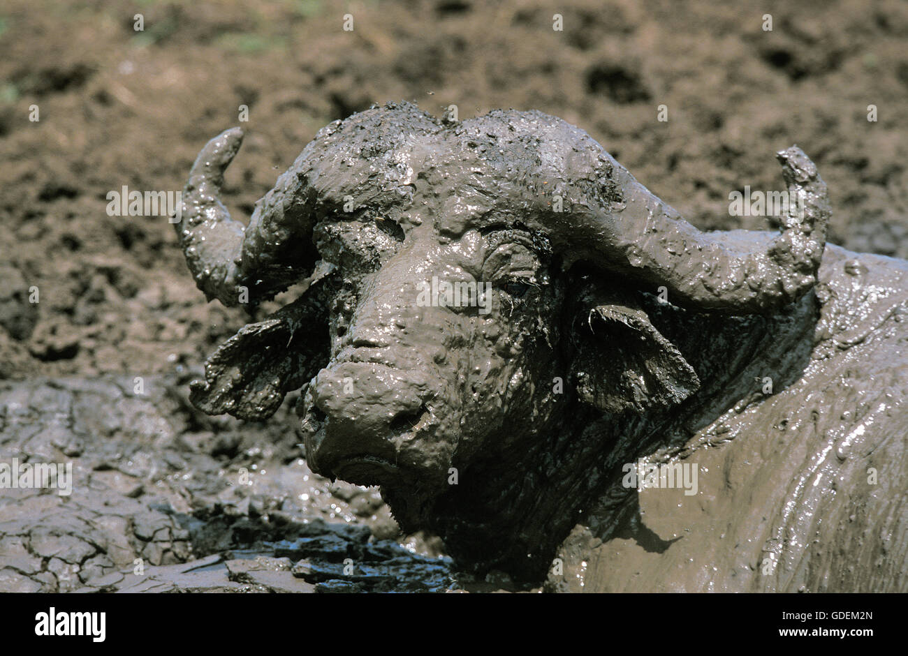 Adult in mud bath hi-res stock photography and images - Alamy