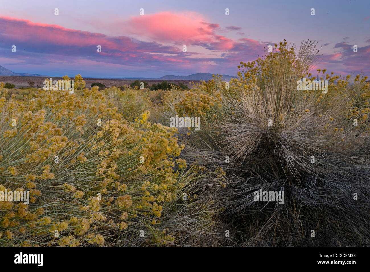 Sage of the desert hi-res stock photography and images - Alamy
