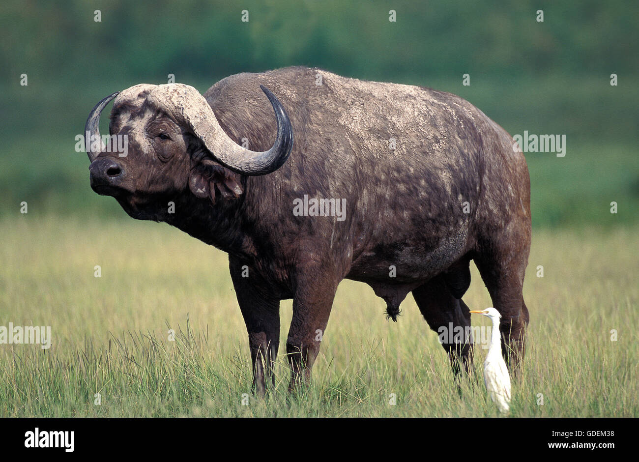 Male buffalo hi-res stock photography and images - Alamy