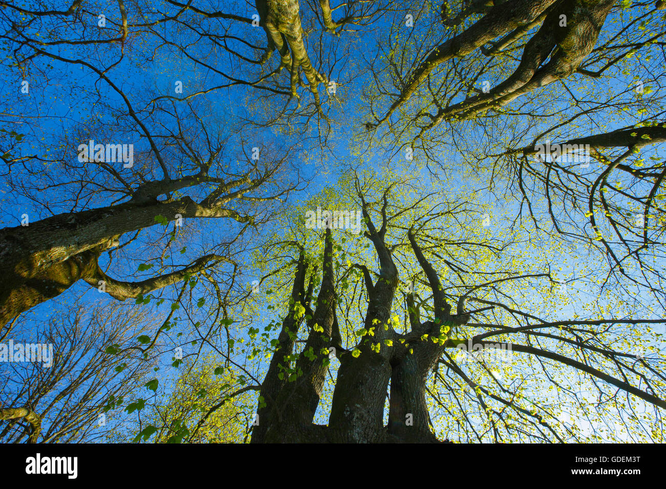 trees from below Stock Photo - Alamy