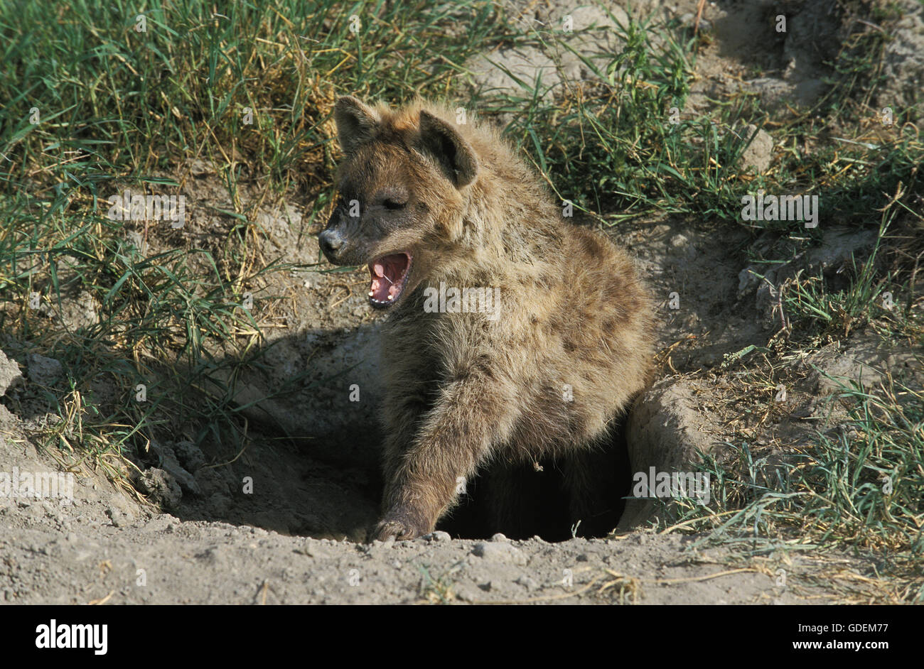 Spotted Hyena, crocuta crocuta, Young Yawning at Den Entrance, Masai ...