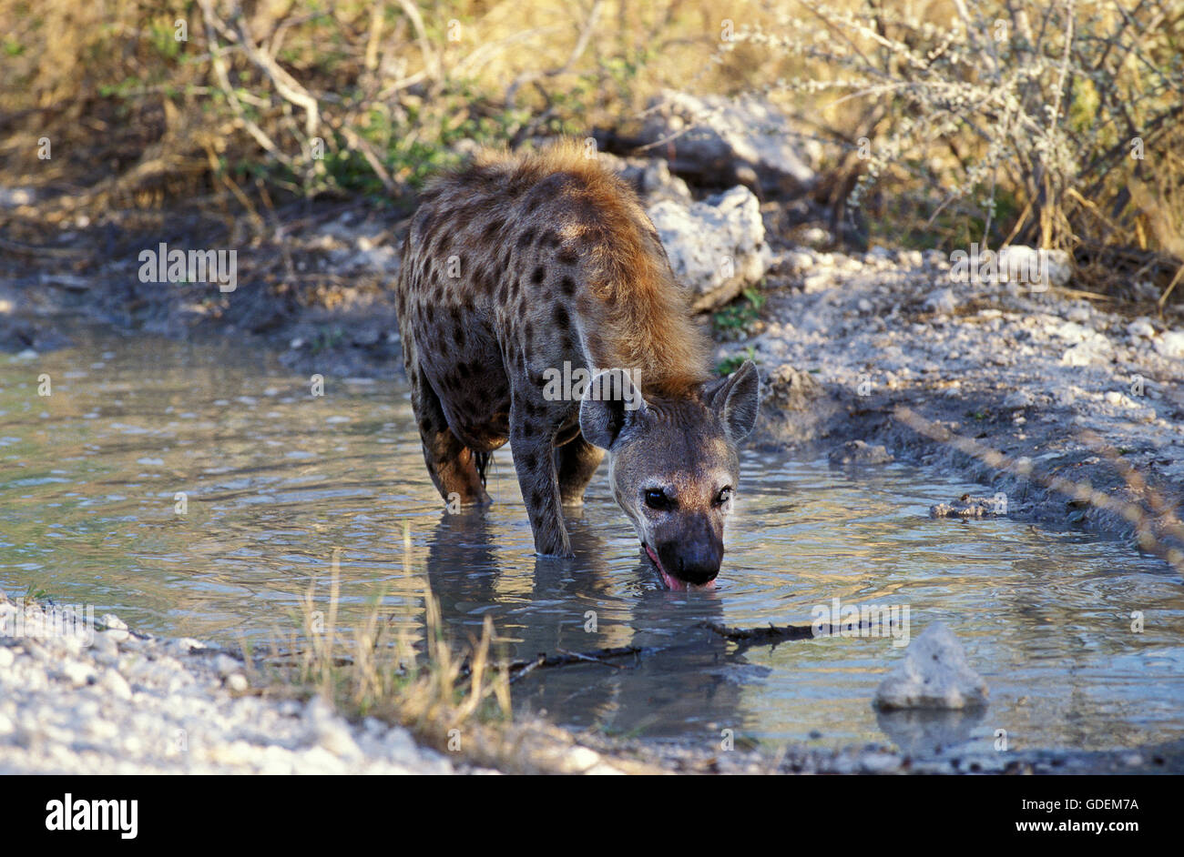 Crocuta crocuta female hi-res stock photography and images - Alamy