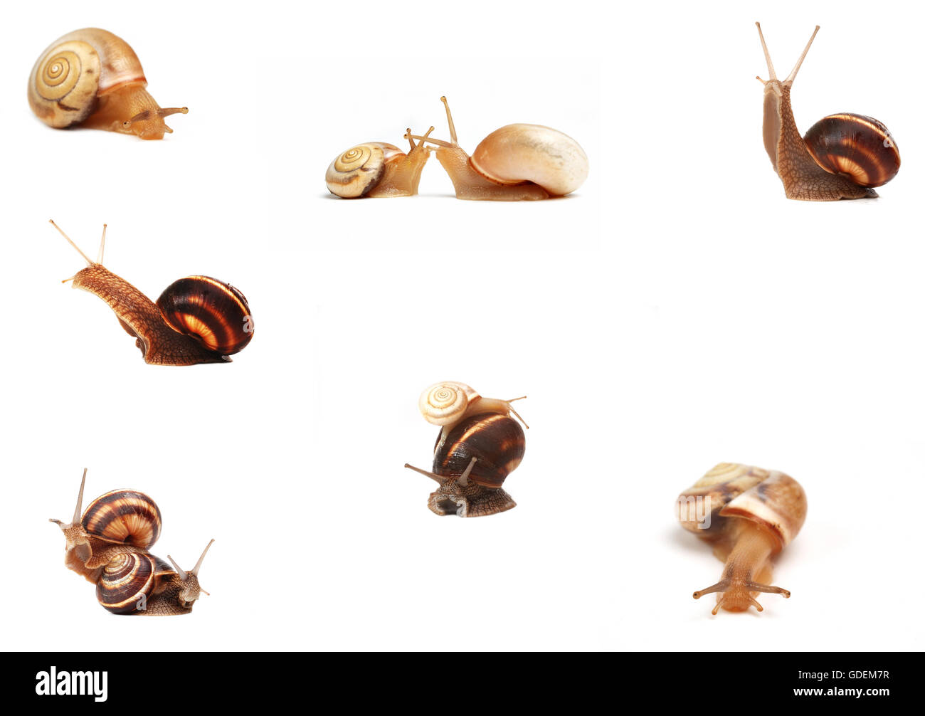 cute garden snails ,isolated on white background Stock Photo - Alamy