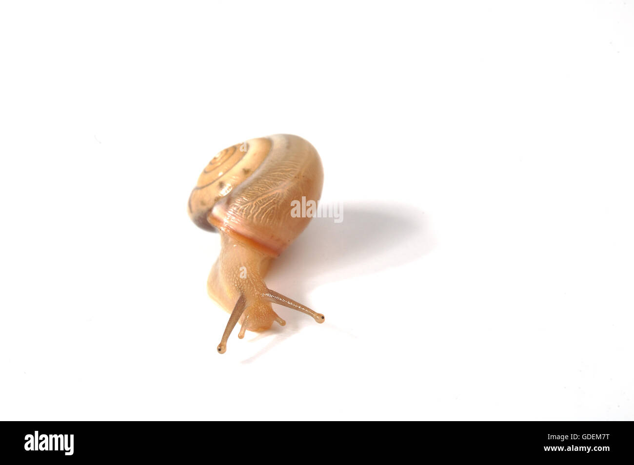funny snail ,isolated on white background Stock Photo - Alamy