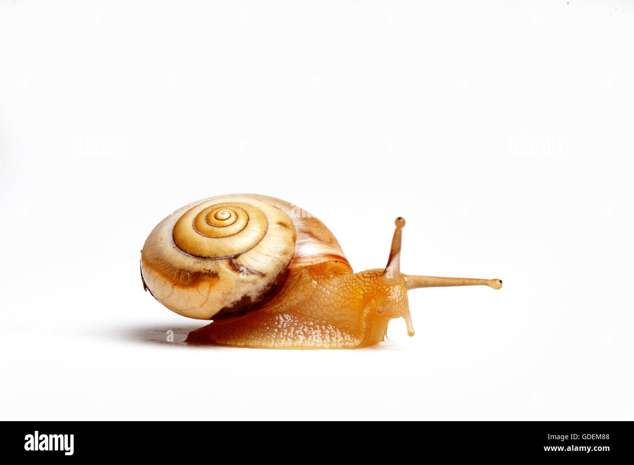 funny snail ,isolated on white background Stock Photo - Alamy
