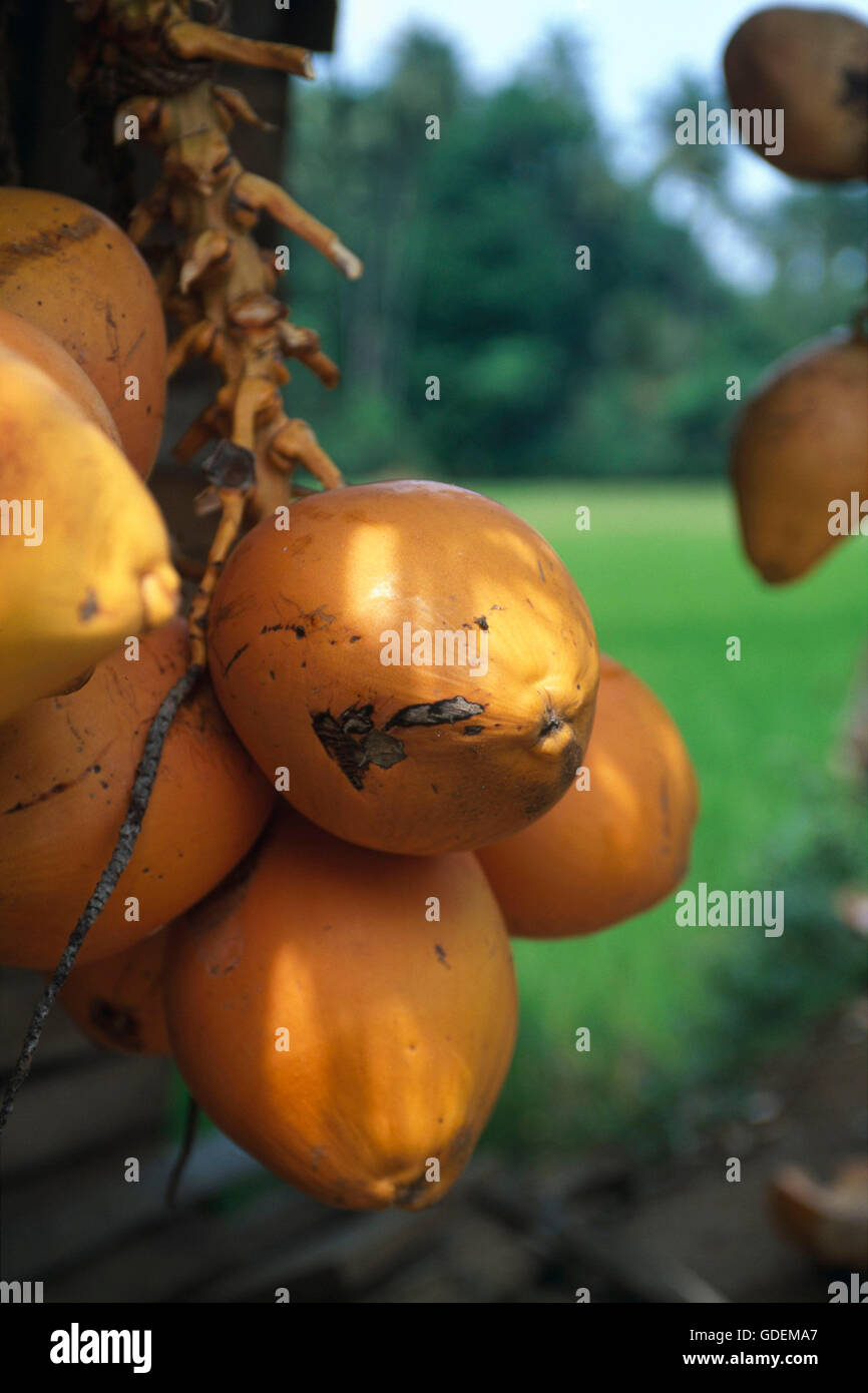 Coconuts, Thambili, Sri Lanka Stock Photo - Alamy