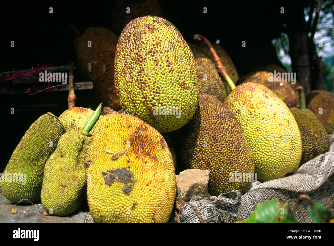 Jackfruits, Sri Lanka Stock Photo - Alamy