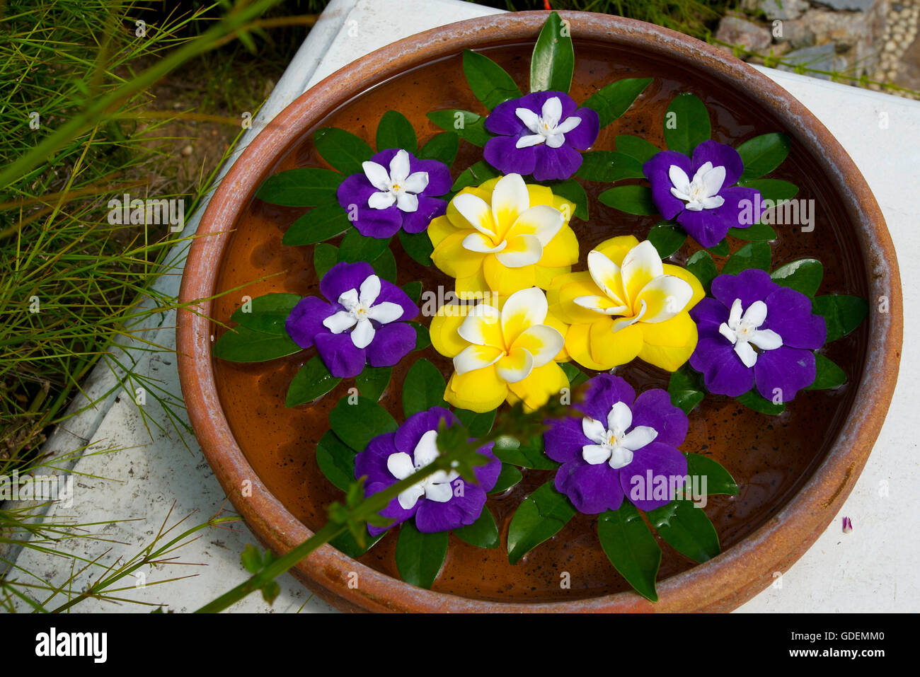 Ko samui flowers hi-res stock photography and images - Alamy