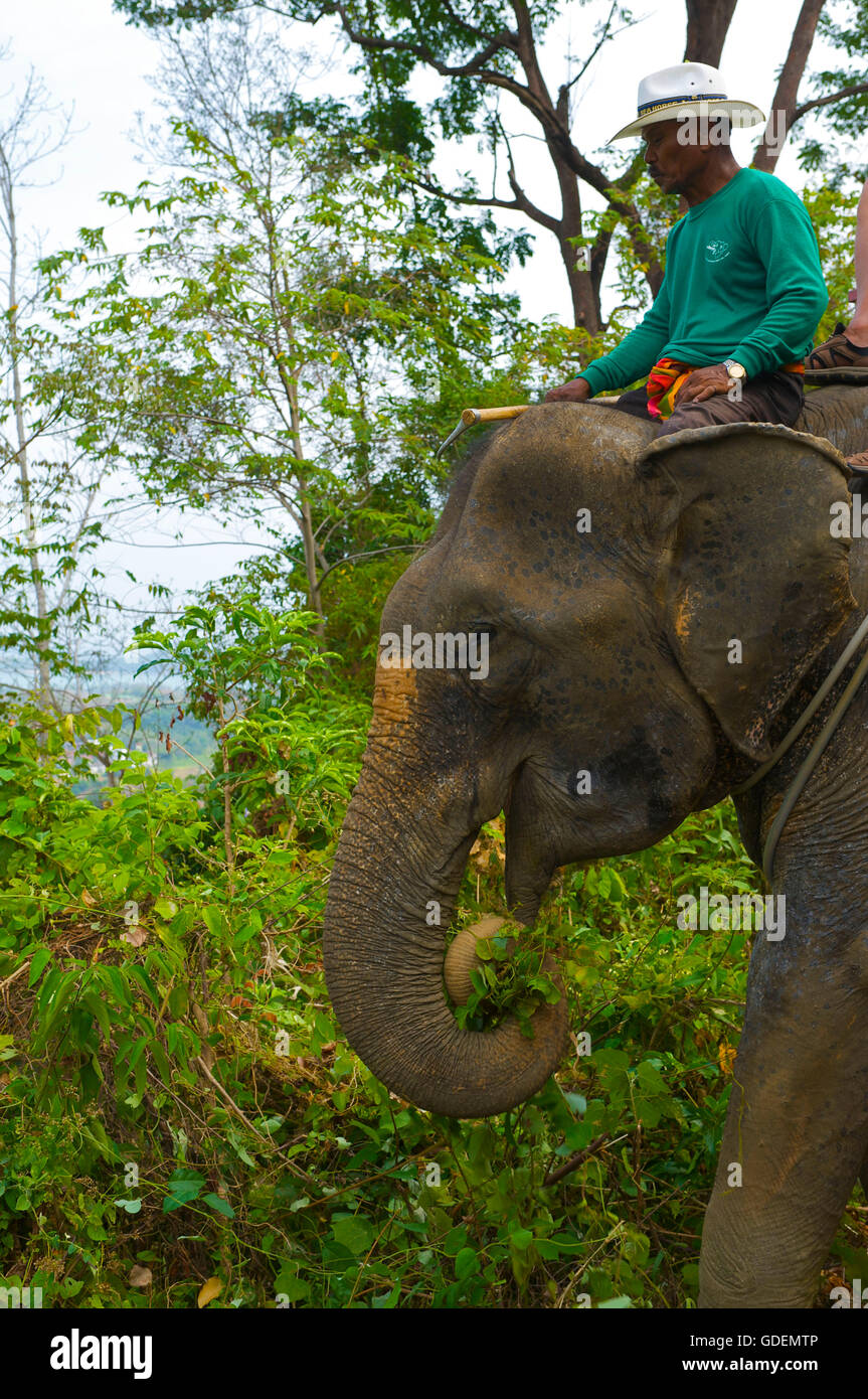Thailand Elephant Riding Stock Photos & Thailand Elephant Riding Stock ...