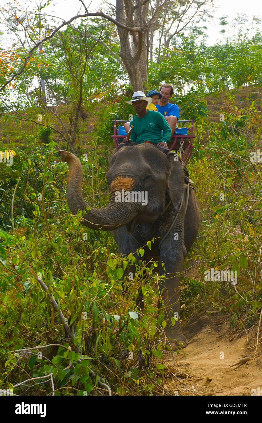 Thailand Elephant Riding Stock Photos & Thailand Elephant Riding Stock ...