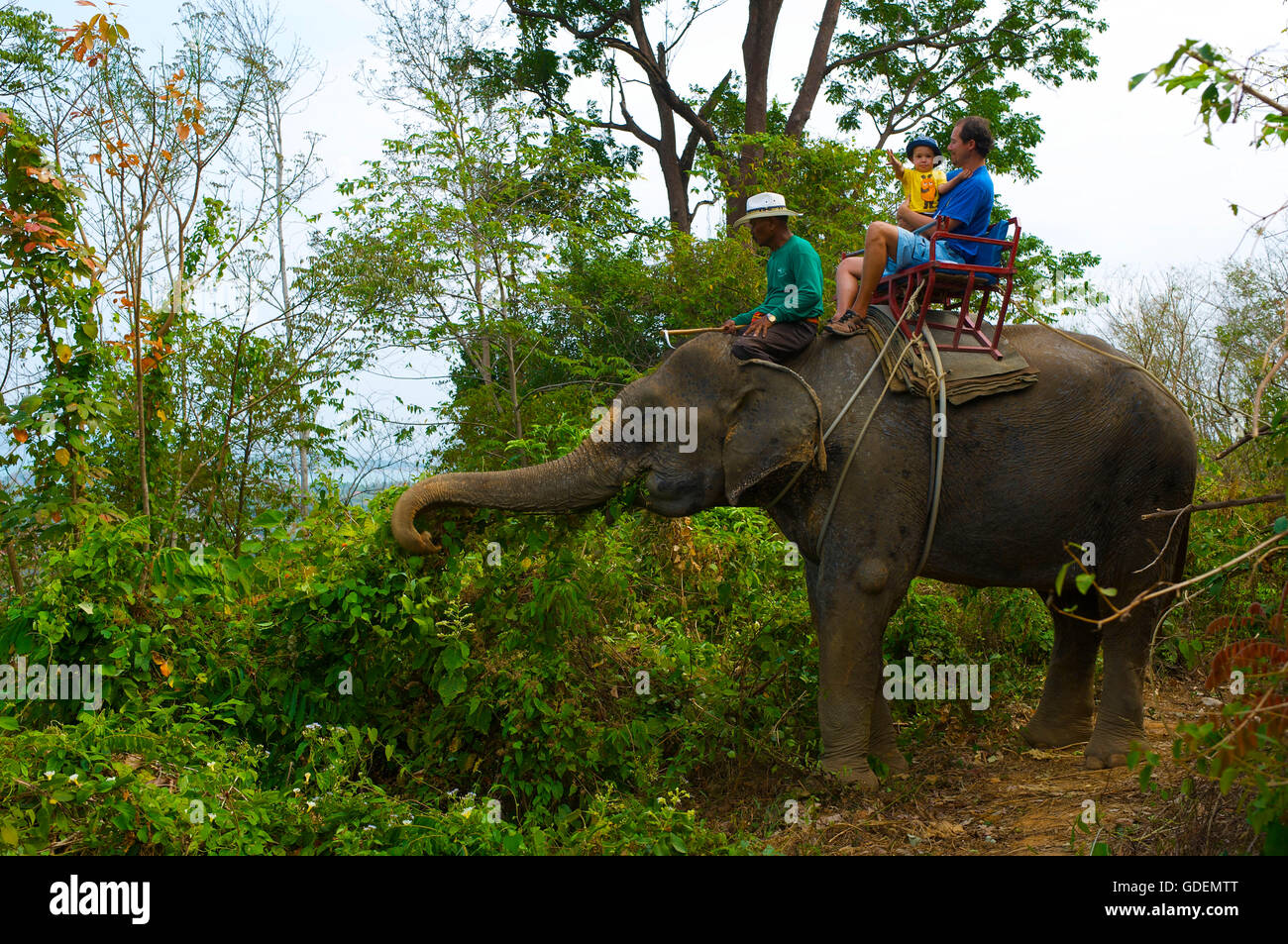 Thailand Elephant Riding Stock Photos & Thailand Elephant Riding Stock ...
