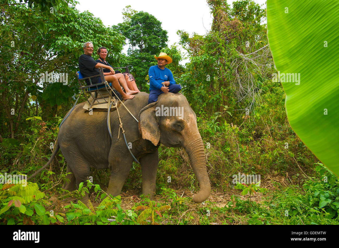 Elephant riding, Rawai, Phuket Island, Thailand Stock Photo - Alamy