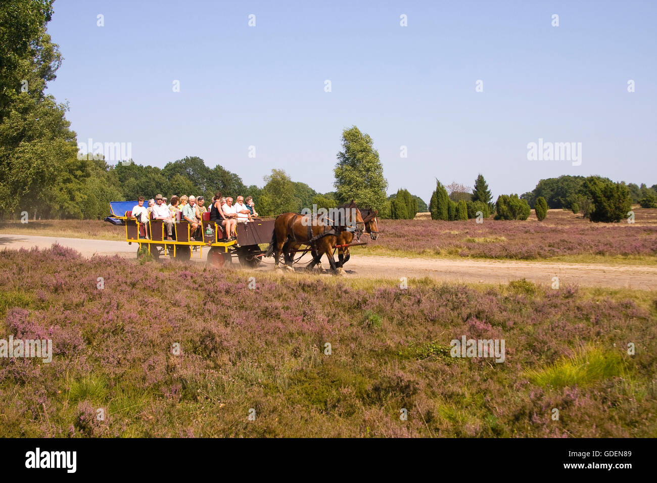 Horse-drawn carriage, Luneburger Heide, Lower Saxony, Germany ...