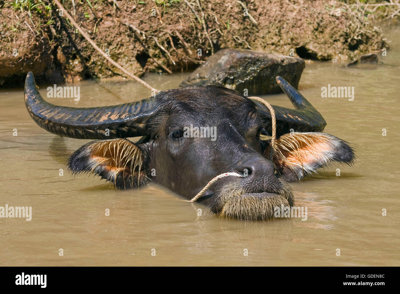 Asian Water Buffalo, Vietnam / (Bos arnee, Bubalus arnee) / Carabao ...