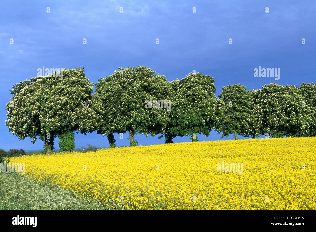 Avenue and rape field in Schleswig-Holstein, Germany Stock Photo - Alamy