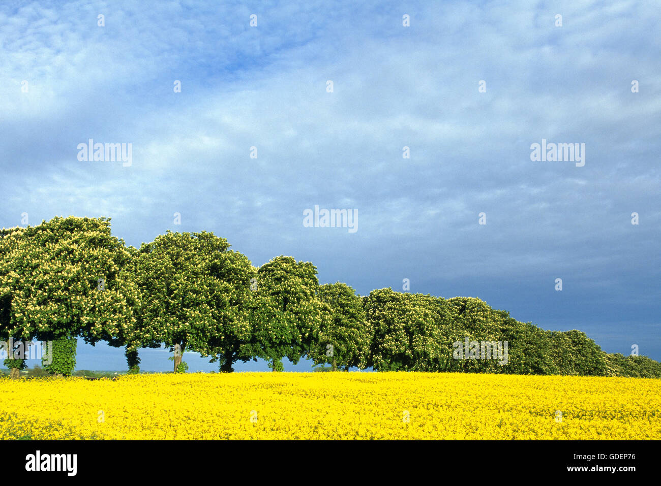 Avenue and rape field in Schleswig-Holstein, Germany Stock Photo - Alamy