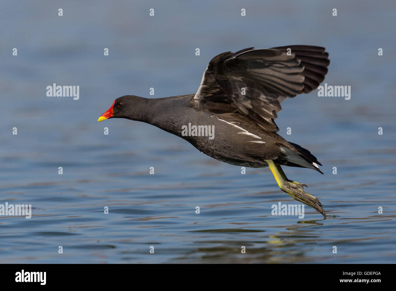 Flying moorhen hi-res stock photography and images - Alamy