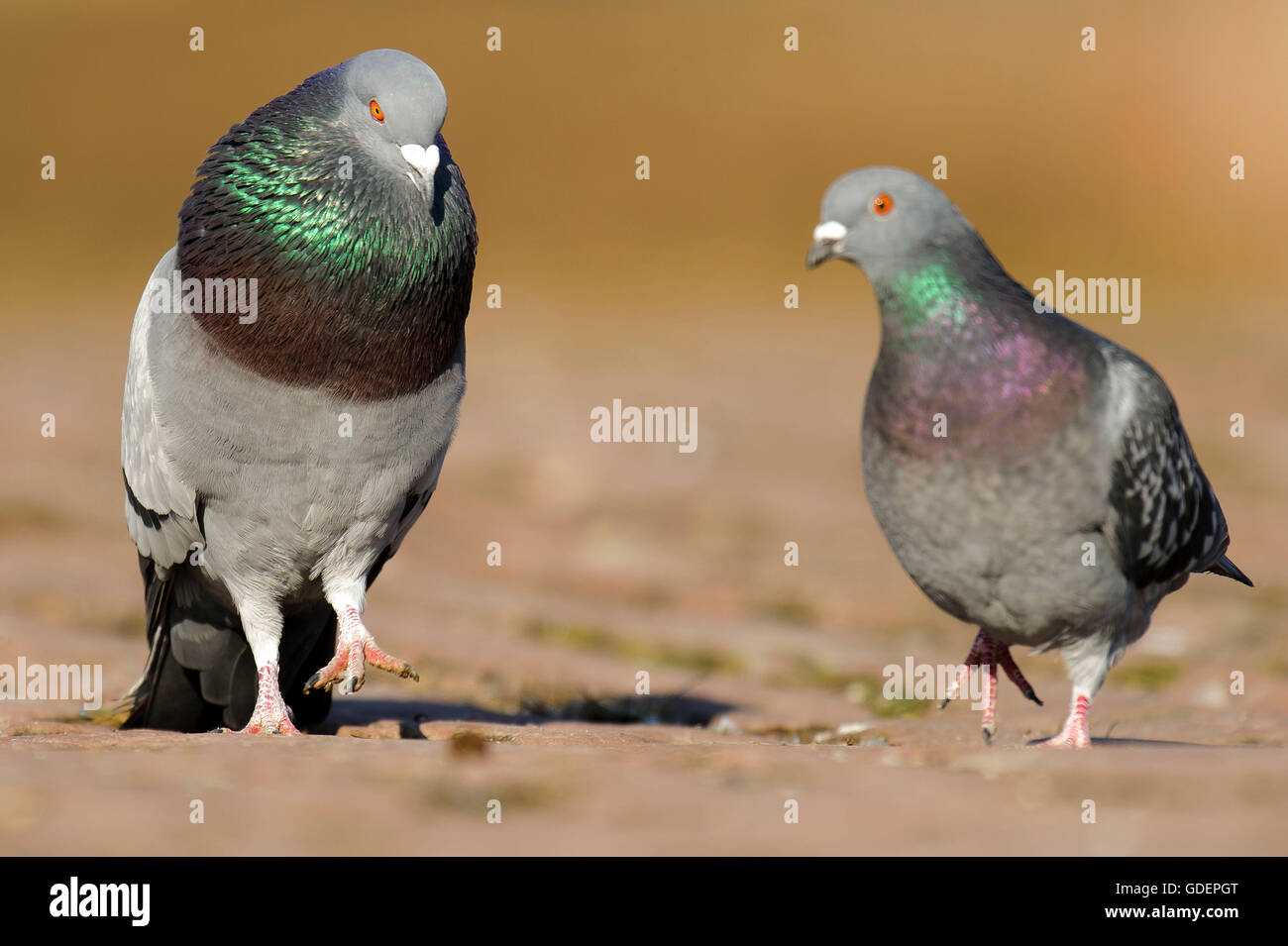 Pigeon pair images hi-res stock photography and images - Alamy