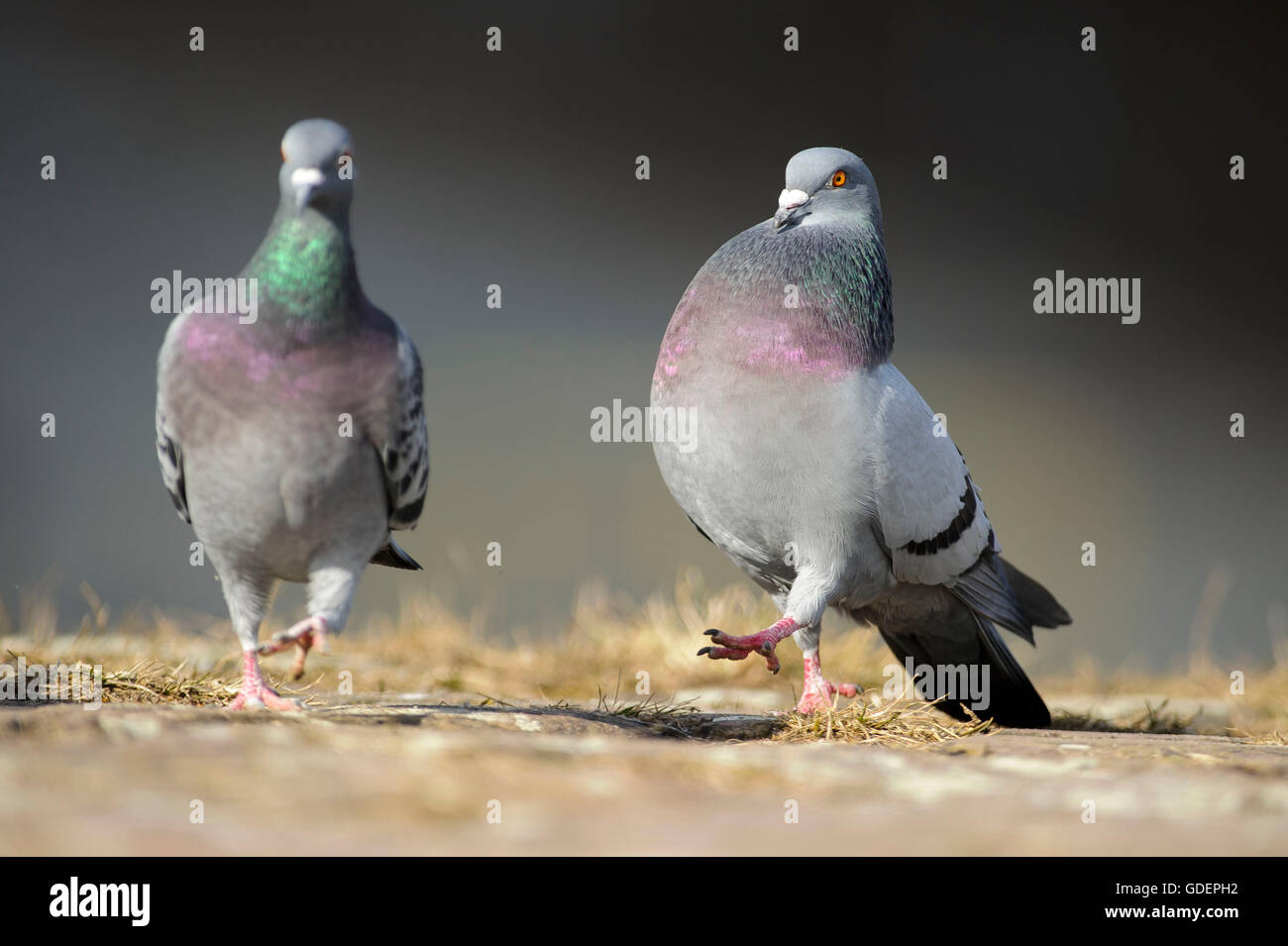 Male feral pigeon walking hi-res stock photography and images - Alamy