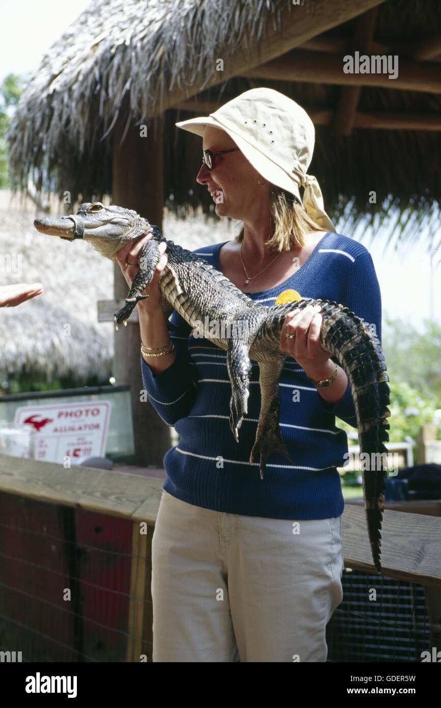 Woman carrying a young alligator in the Big Cypresss National Preserve ...