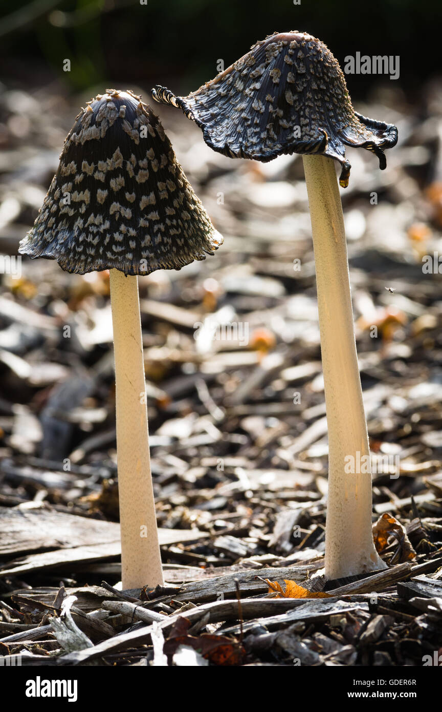 Coprinopsis picacea is a species of fungus in the Psathyrellaceae. It ...
