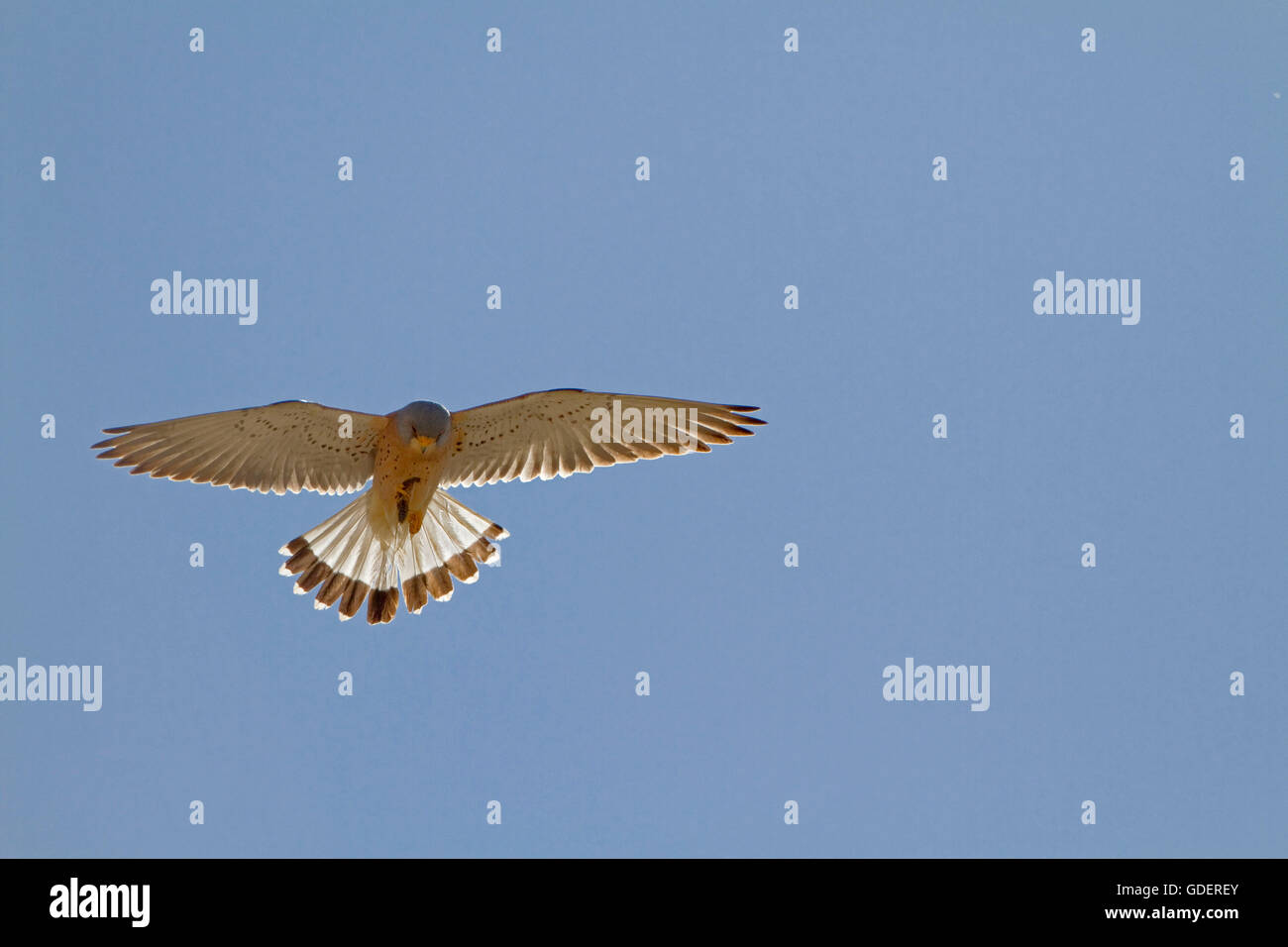 Lesser Kestrel, Extremadura, Spain / (Falco naumanni Stock Photo - Alamy