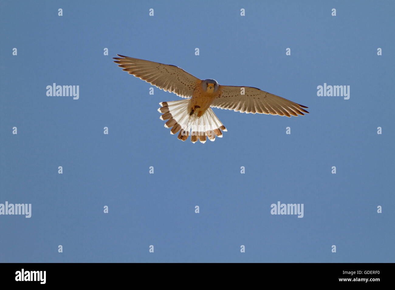 Kestrel from below hi-res stock photography and images - Alamy