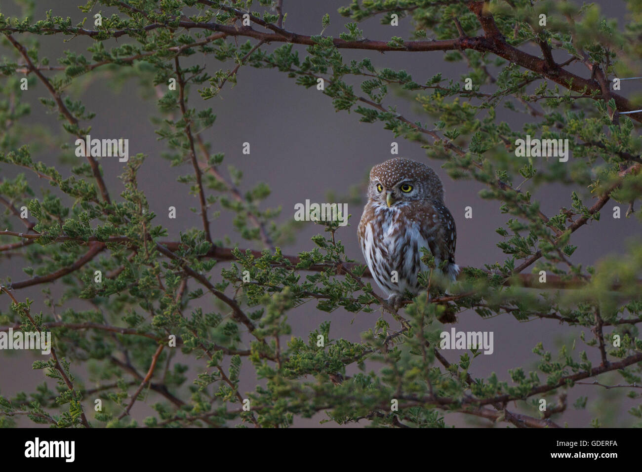 Pearl-spotted Owl, Kruger national park, South Africa / (Glaucidium ...