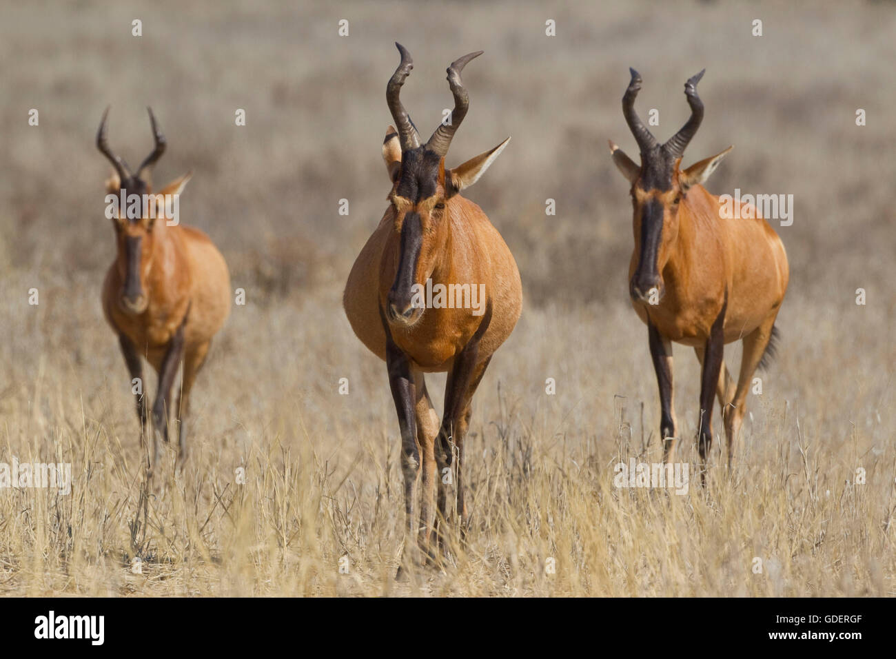 Hartebeest group hi-res stock photography and images - Alamy