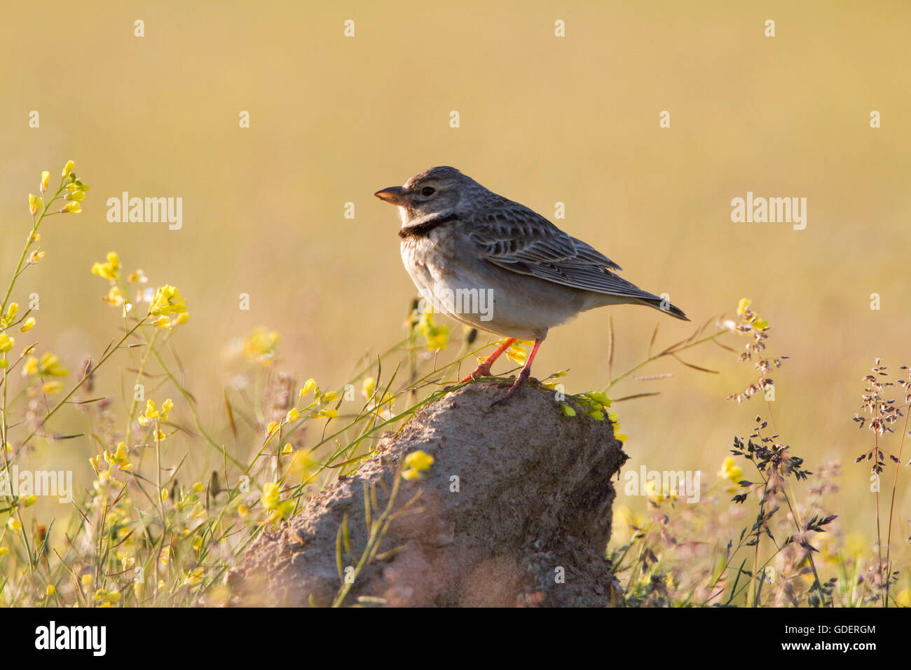 Calandra Lark,Extremadura, Spain / (Melanocorypha calandra Stock Photo ...