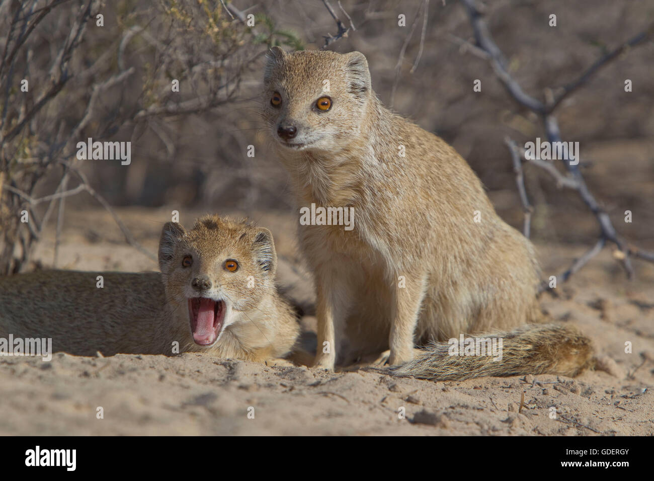 Yellow Mongooses, Kgalagadi Transfrontier Park, South Africa/ (Cynictis ...