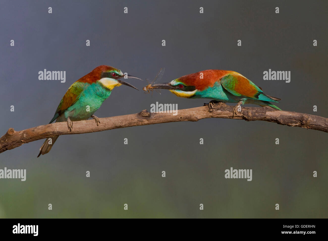 Bee-eater, Greece / (Merops apiaster Stock Photo - Alamy