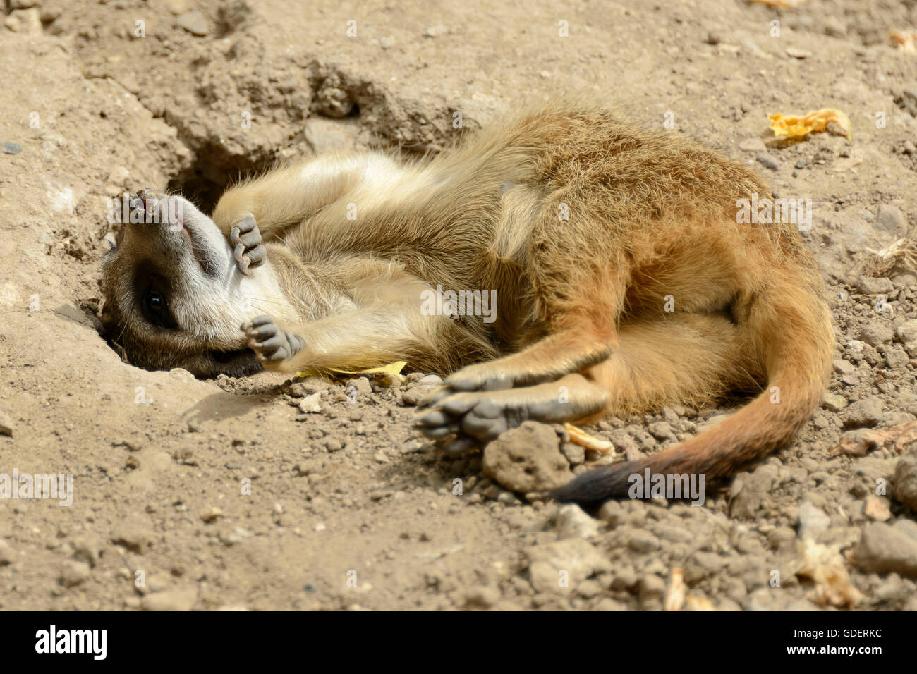 Relaxed meerkat hi-res stock photography and images - Alamy